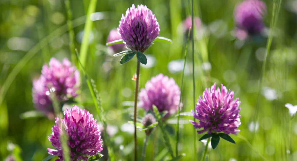 Purple Clover Jelly Recipe (Yes, Clover!)