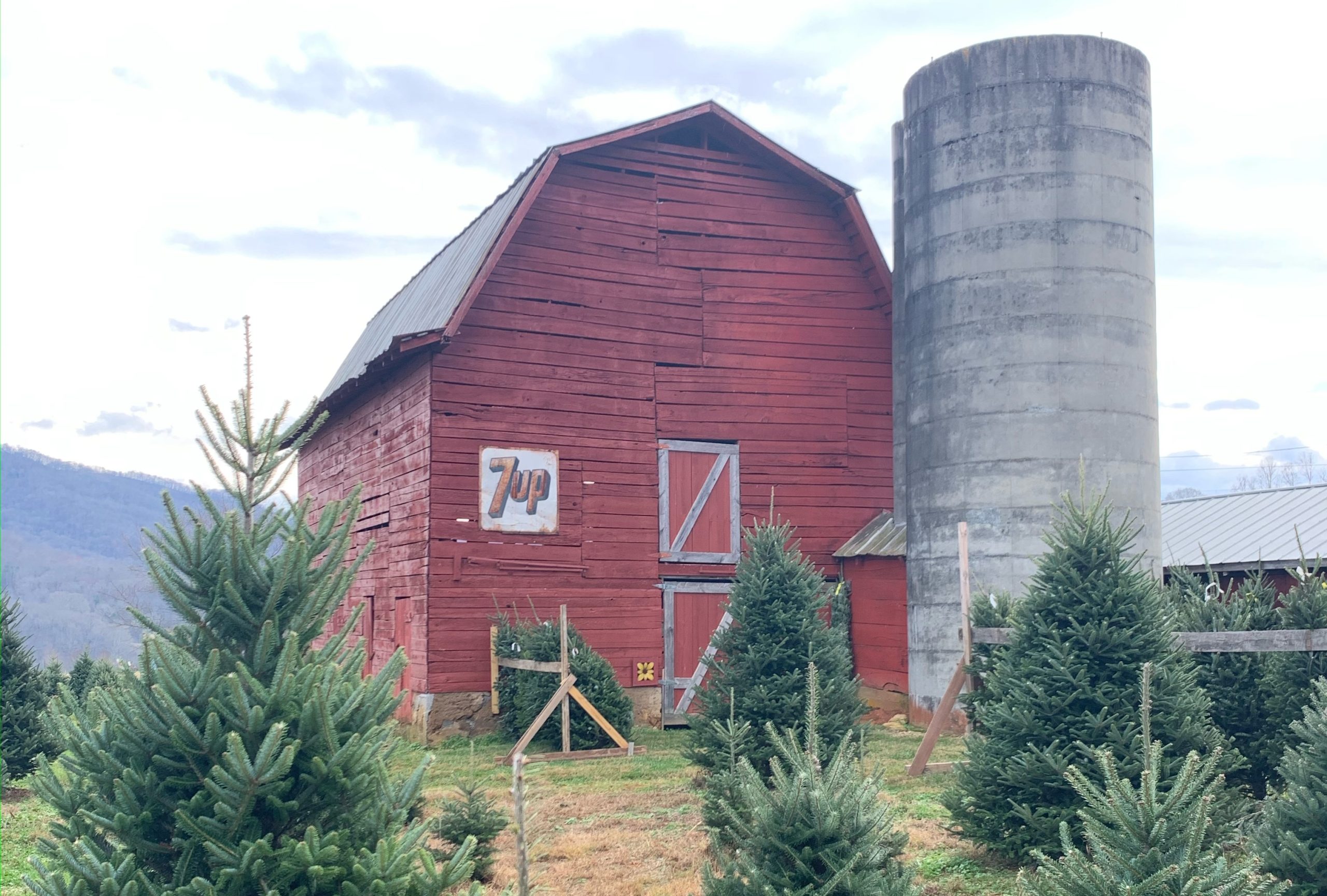 Creating Core Memories with Fraser Fir Christmas Trees
